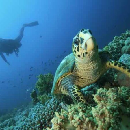 Shop - Dive Assist - community resource for Divers and the Dive Trade