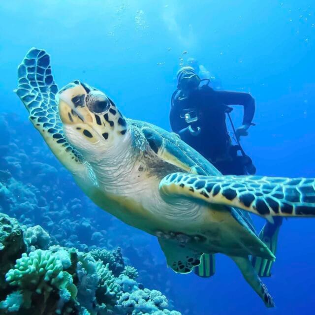 Shop - Dive Assist - community resource for Divers and the Dive Trade