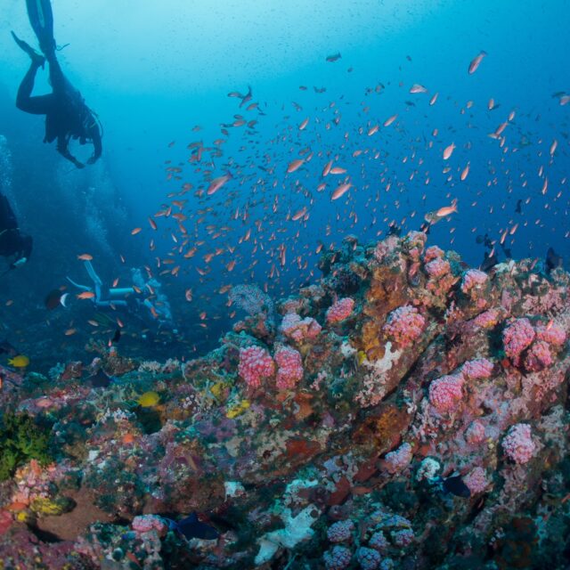 Contact - Dive Assist - community resource for Divers and the Dive Trade